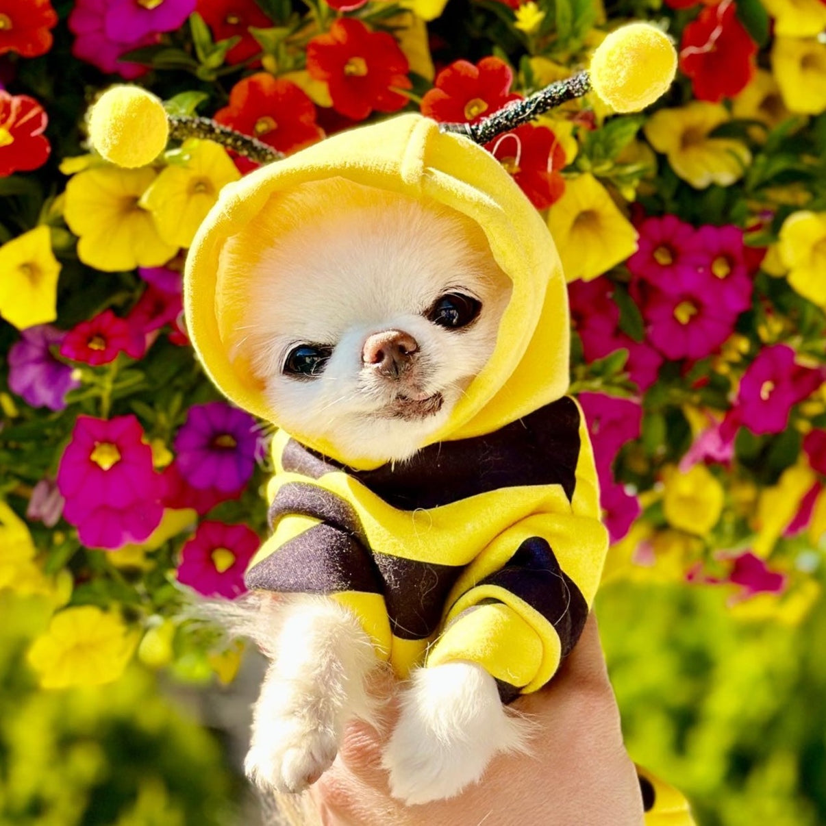 Dog Bee Costume for Small Dogs | Beedric's Adorable Bee Outfit