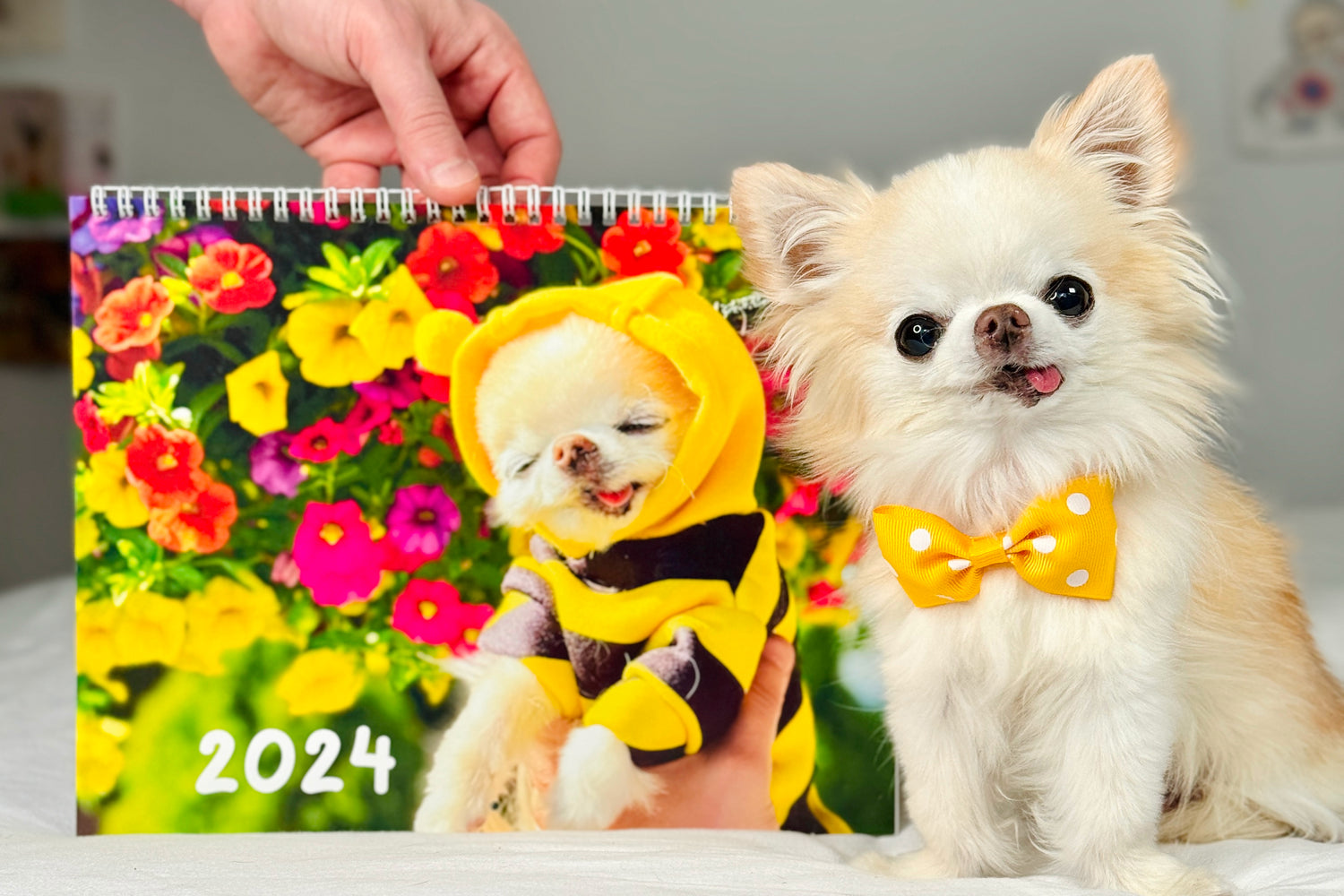 Tiny Chihuahua Shop - Cedric and Maya's Official Merch