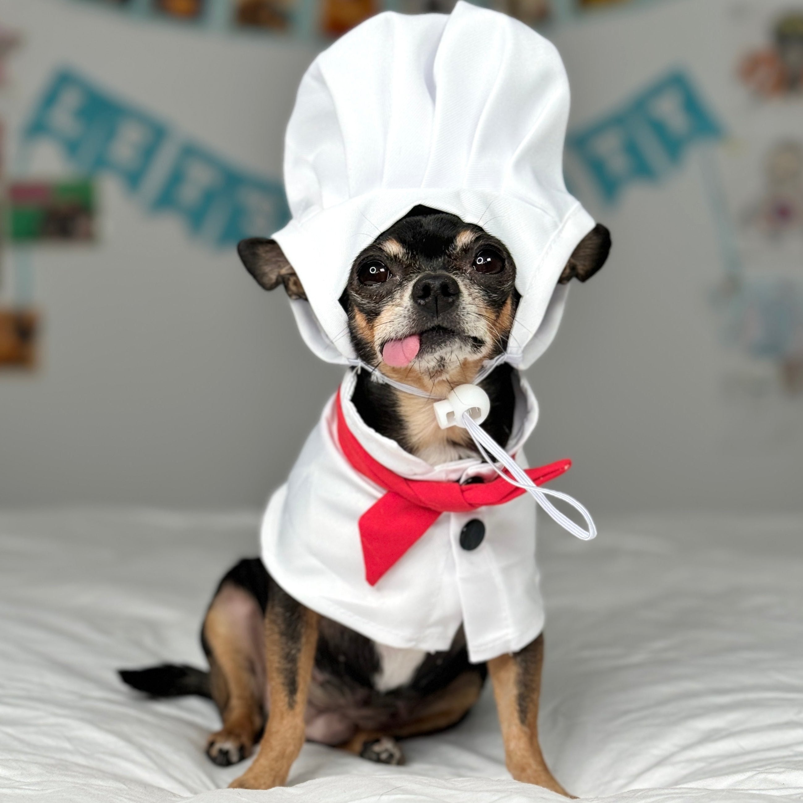 Dog Chef Costume with Hat & Scarf | Chef Maya Papaya Outfit