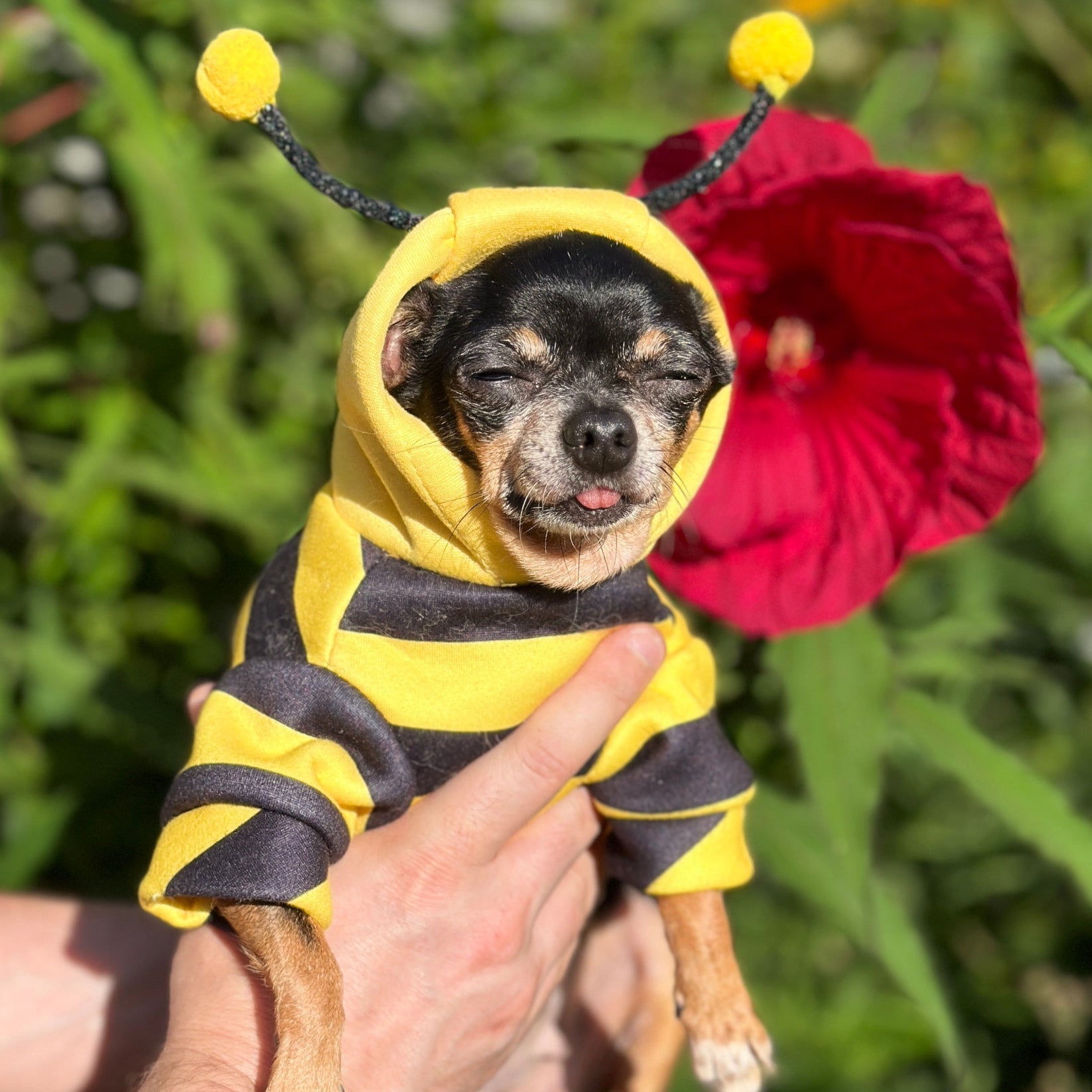 Dog Bee Costume for Small Dogs | Beedric's Adorable Bee Outfit